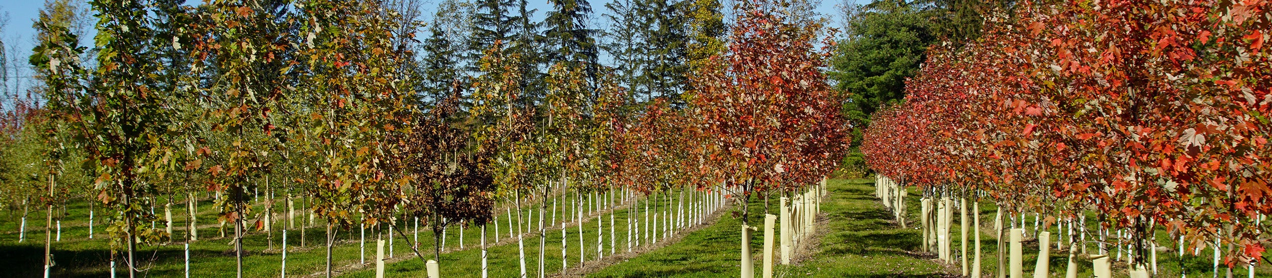Town Clerk's Office - Town of Ithaca