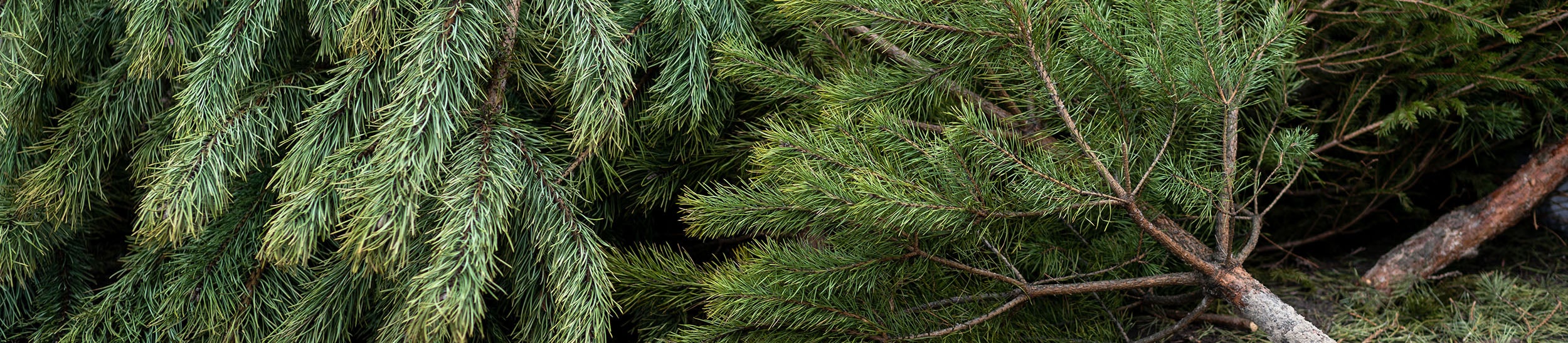Holiday Tree Pickup - Town of Ithaca