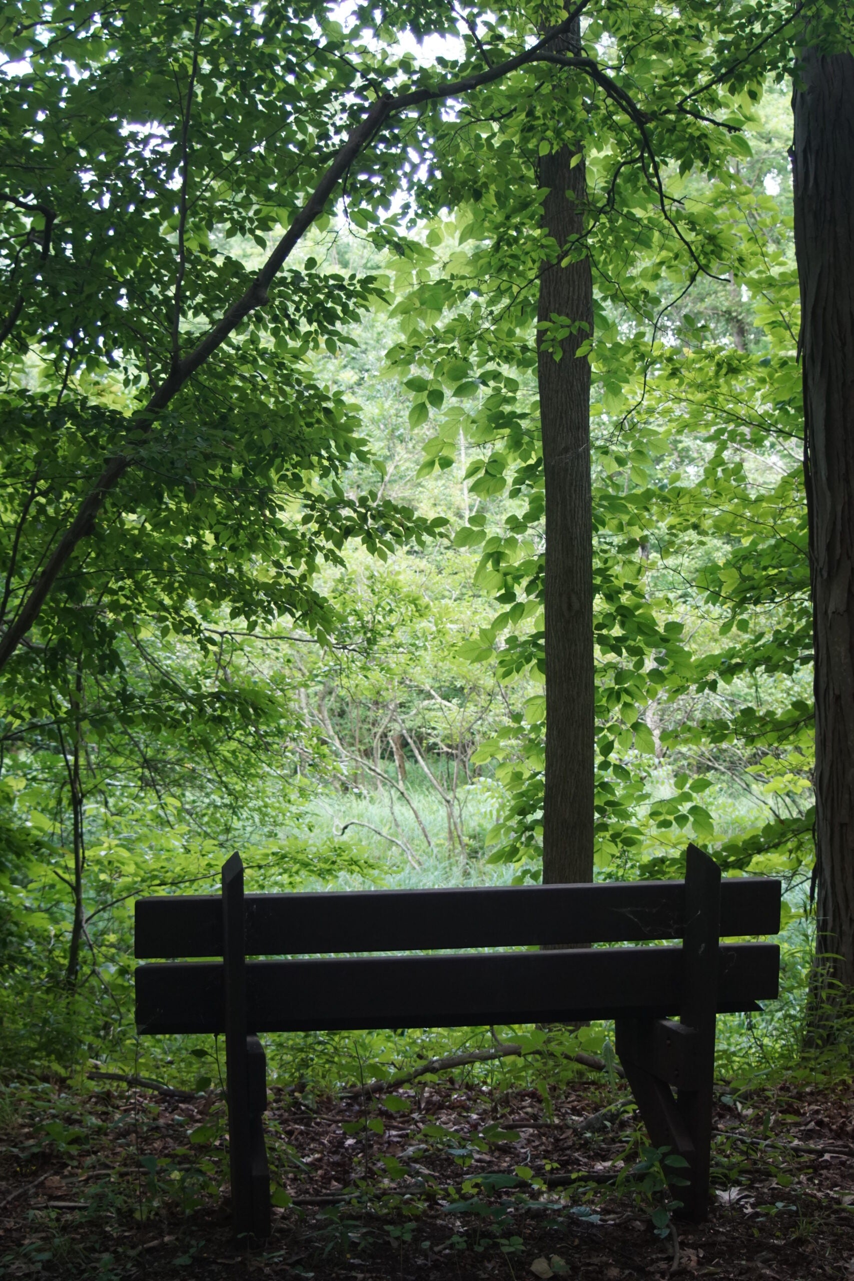 Pictures from the Gayogo̱hó꞉nǫ' and Deyodi:ho:nǫˀ People and Tutelo ...