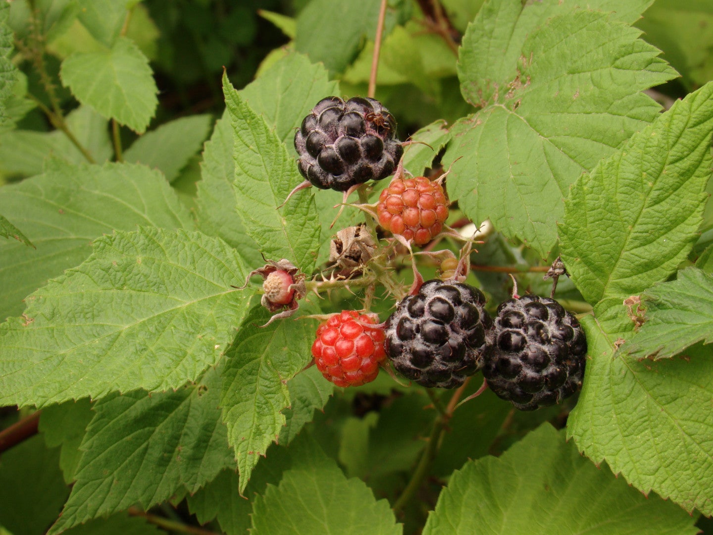Black Raspberry - Town of Ithaca